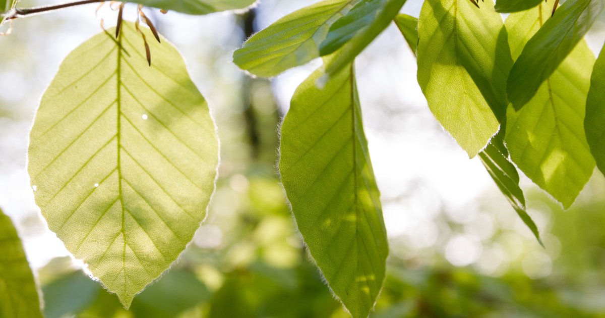 EU ETS 100% Implementering fra 2026 – Hva betyr det for ...